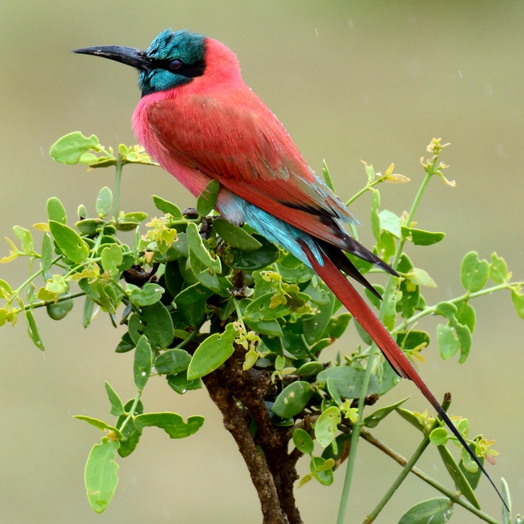 Northern Carmine Bee-eater